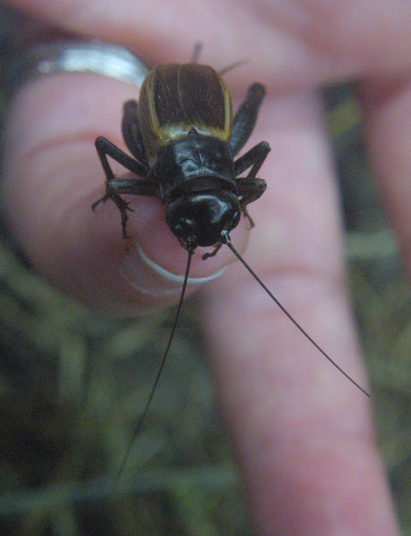 Fall Field Cricket, female | Project Noah