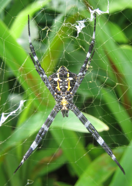 East Asian Signature Spider | Project Noah