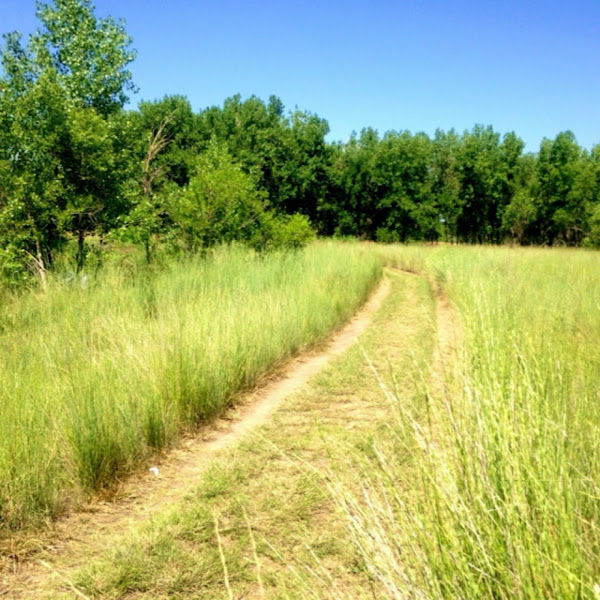 Short Grass Prairie Cottonwood forest | Project Noah