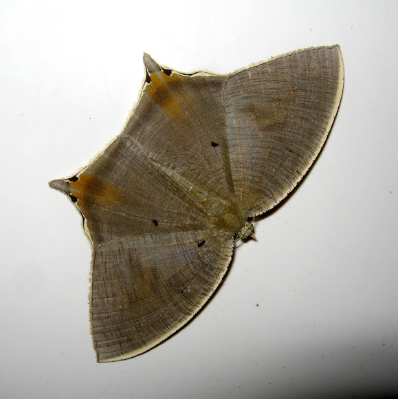 Uraniid-Mimic Moth | Project Noah