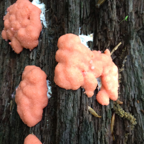 Raspberry slime mold | Project Noah