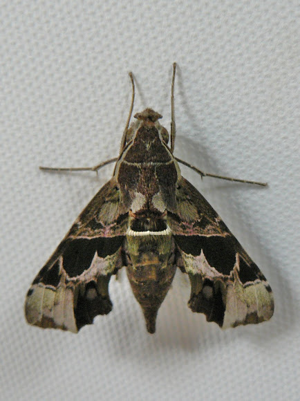 Sphingid moth | Project Noah