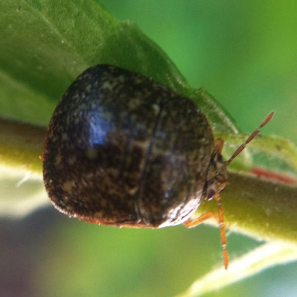 Kudzu bug | Project Noah