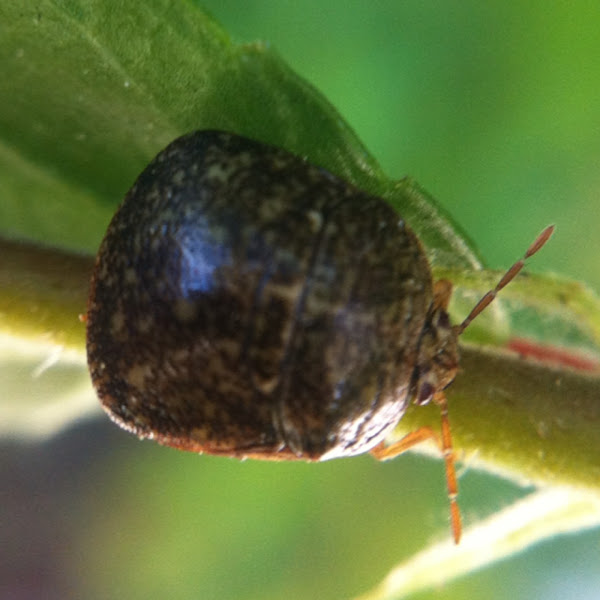 Kudzu bug | Project Noah
