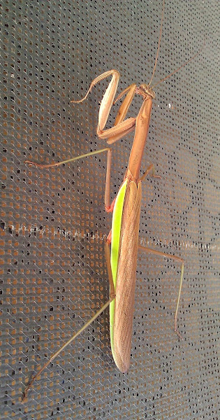 Chinese Mantid | Project Noah