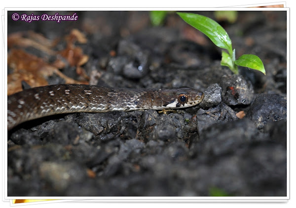 Checkered Kill-back | Project Noah