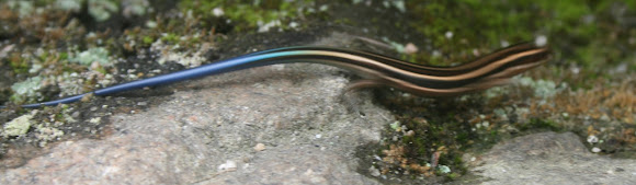 Five-Striped Skink | Project Noah