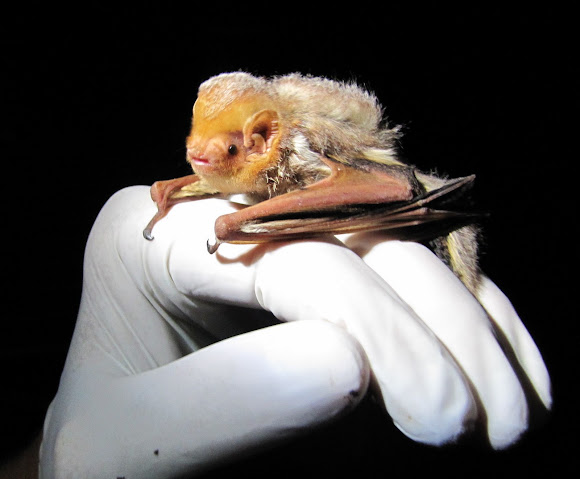 Eastern Red Bat | Project Noah