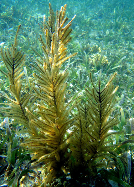 Bipinnate Sea Plume | Project Noah