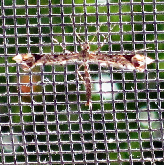 Geranium Plume Moth | Project Noah