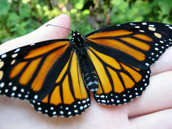 Monarch Butterfly | Project Noah