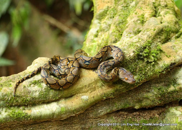 Reticulated Python | Project Noah