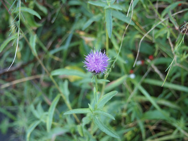 Red Clover | Project Noah