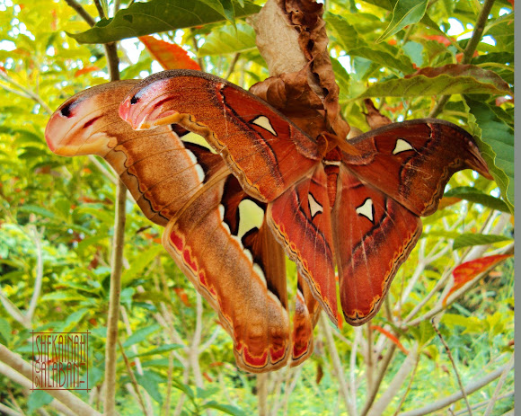 Atlas Moth | Project Noah