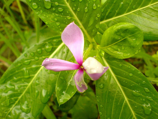 Periwinkle | Project Noah