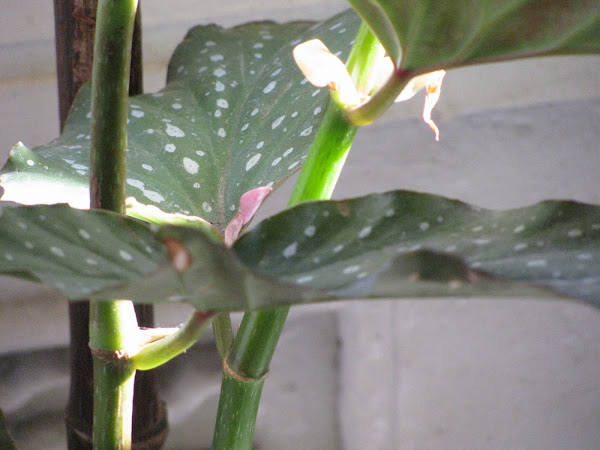 Perennial Begonia | Project Noah