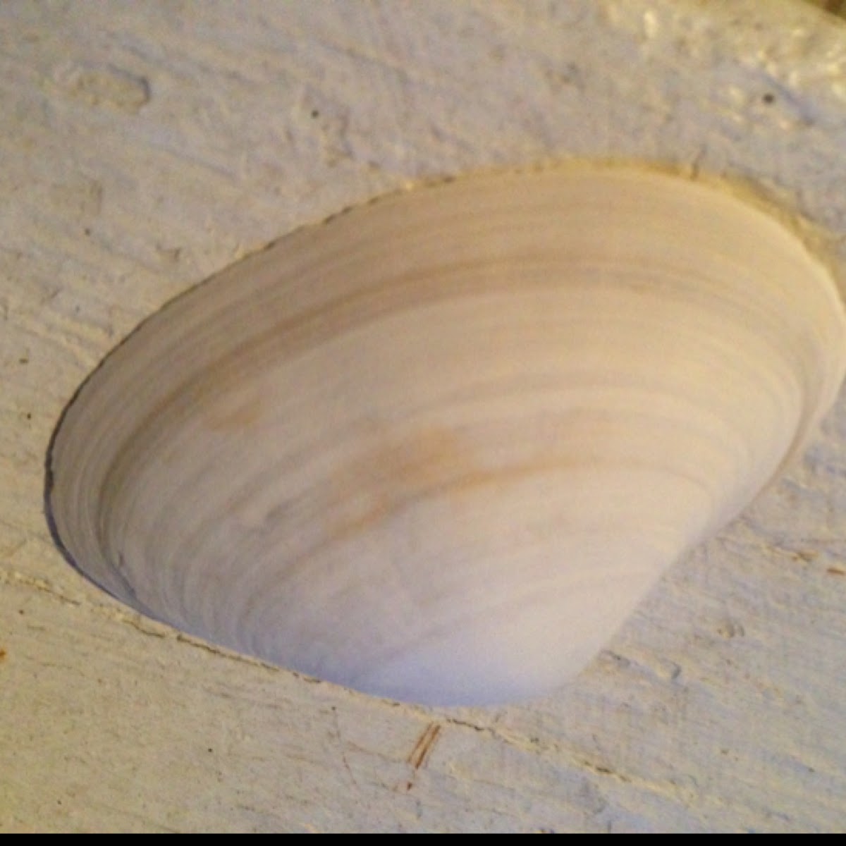 Fragile Atlantic Mactra | Project Noah