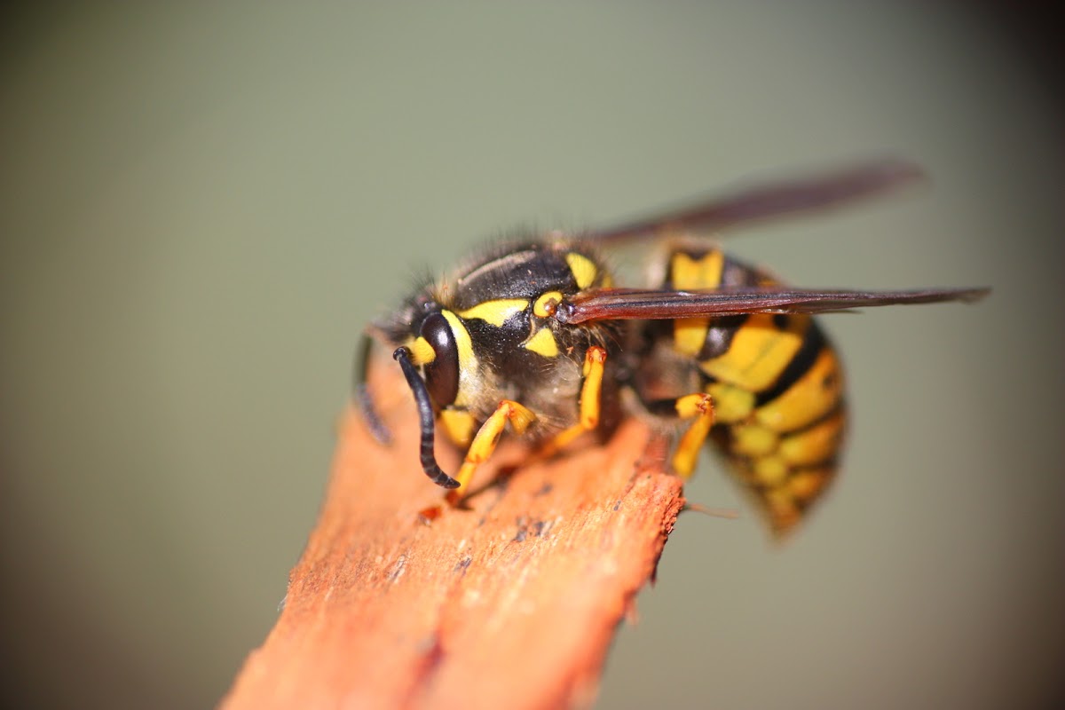 European wasp | Project Noah