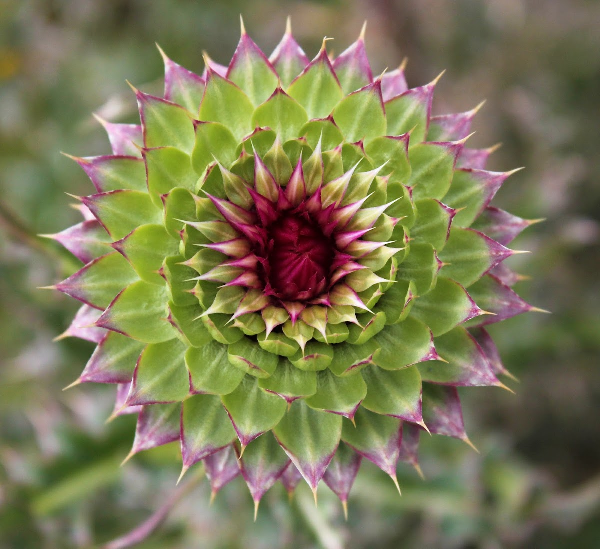 Musk Thistle | Project Noah