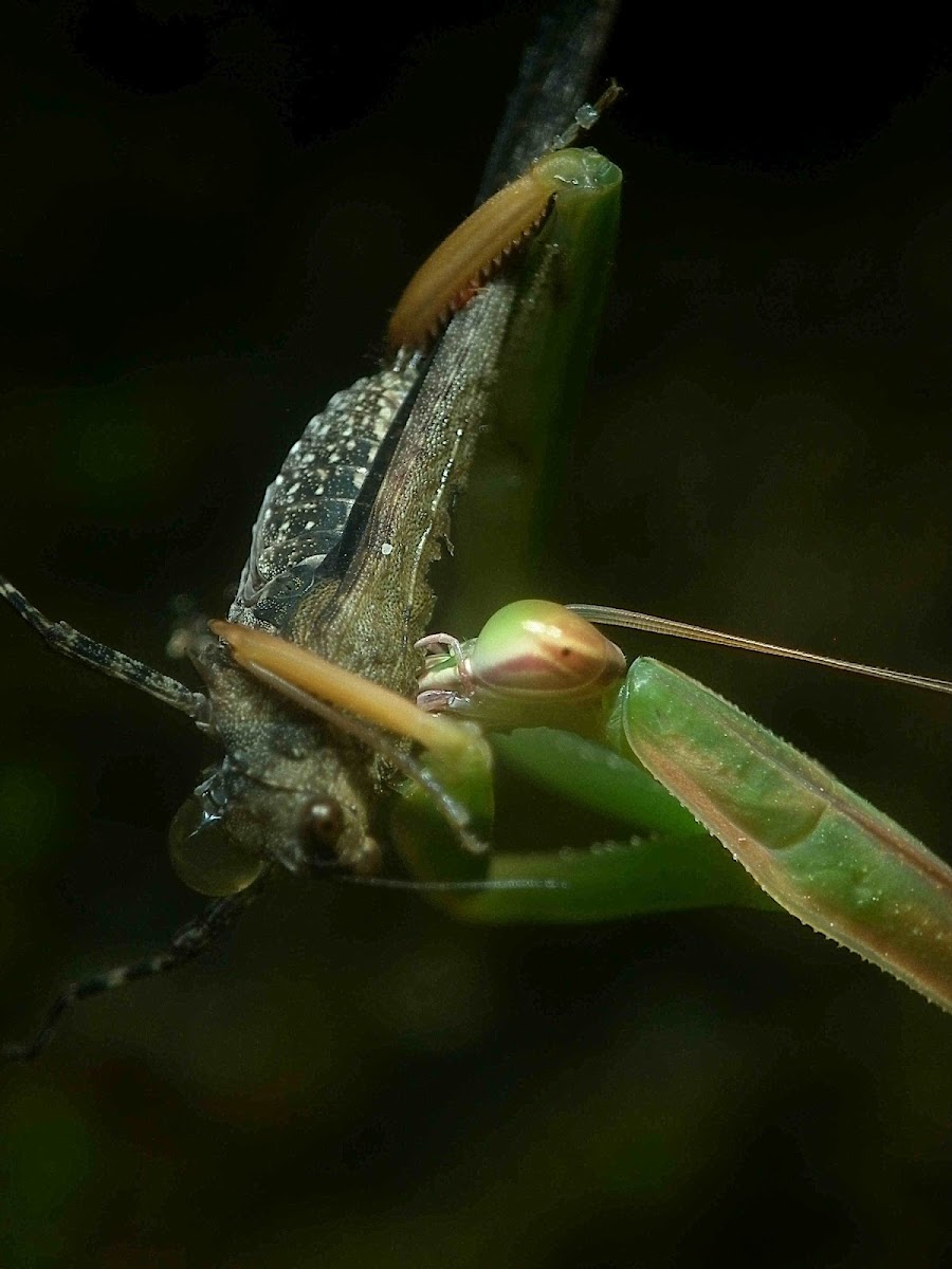 mantis | Project Noah