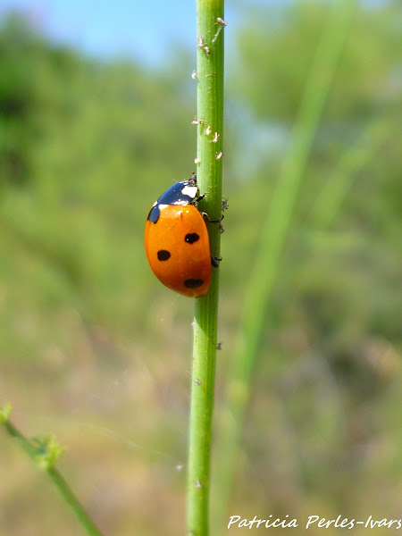 seven-spot ladybird | Project Noah
