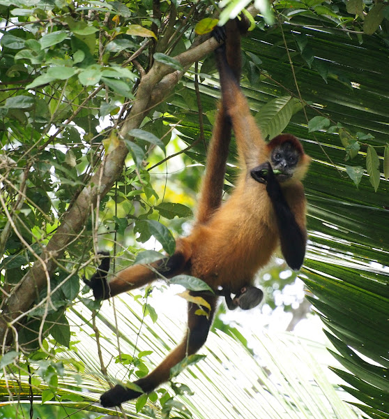 Geoffrey's Spider Monkey (female with newborn) | Project Noah