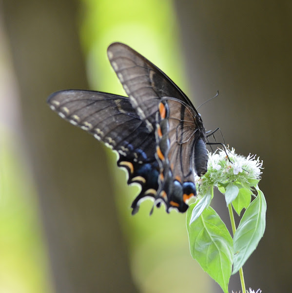 Eastern Tiger Swallowtail | Project Noah
