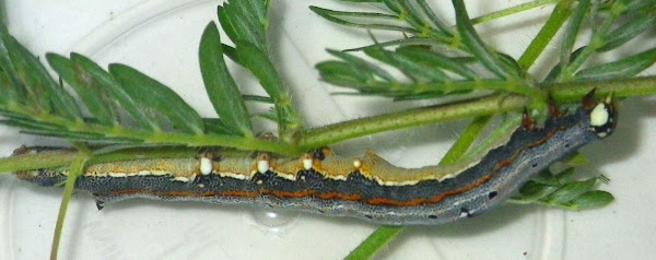 Semi-Looper | Project Noah