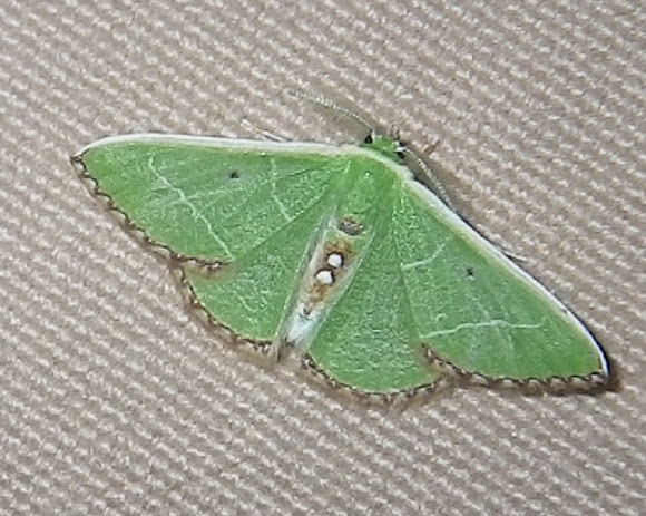 Red-lined Emerald | Project Noah