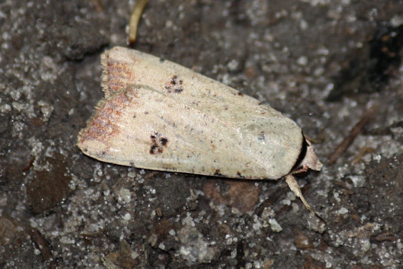 Green Cutworm Moth | Project Noah