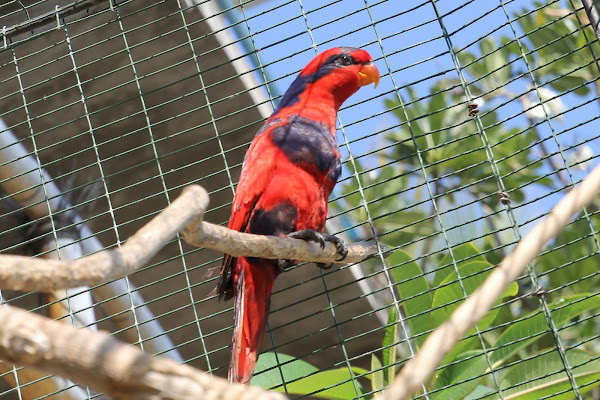 Eos histrio | Project Noah