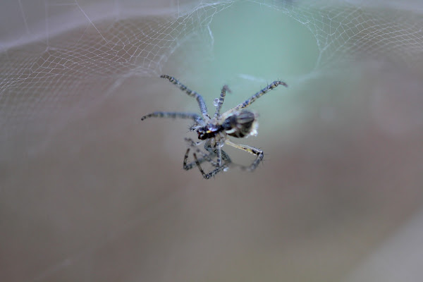 Indian Tent Web Spider | Project Noah