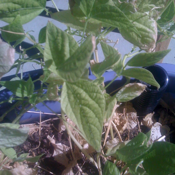 Green beans | Project Noah