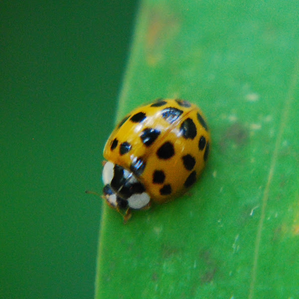 Asian lady beetle | Project Noah