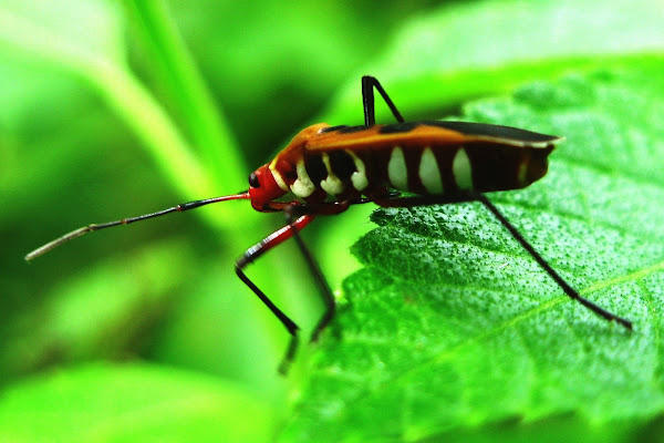 Cotton Stainer bug | Project Noah
