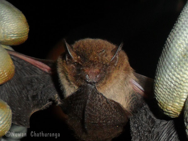Pipistrelle Bat | Project Noah