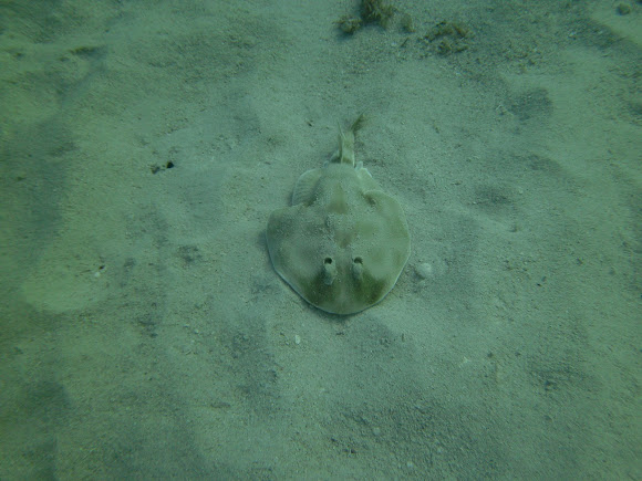 Lesser electric ray | Project Noah