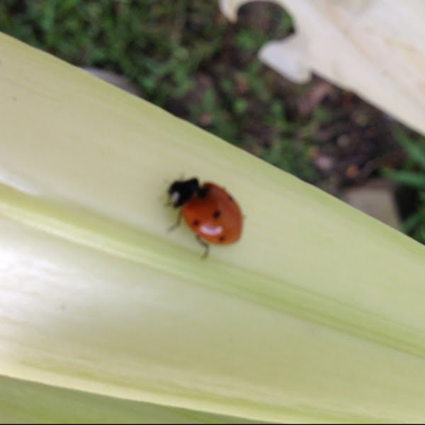 The Seven-Spot Ladybug | Project Noah