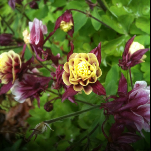 European Columbine | Project Noah
