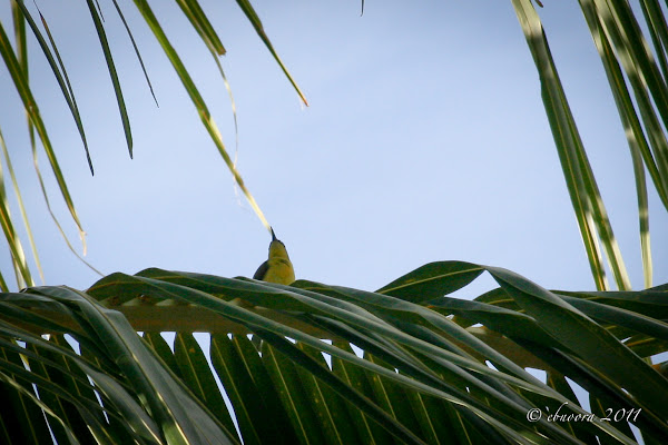 Female Olive-backed Sunbird, Yellow-bellied Sunbird | Project Noah