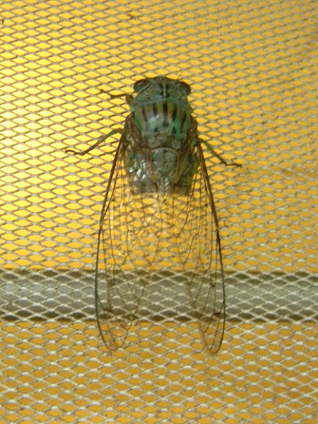 singing cicada | Project Noah