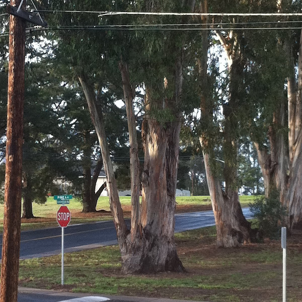 Eucalyptus | Project Noah