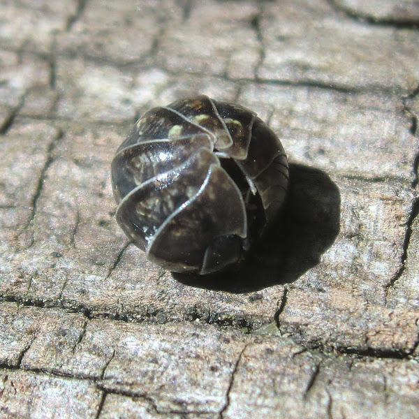 Pill bug | Project Noah