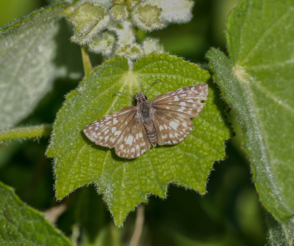 Orcus Checkered-Skipper | Project Noah