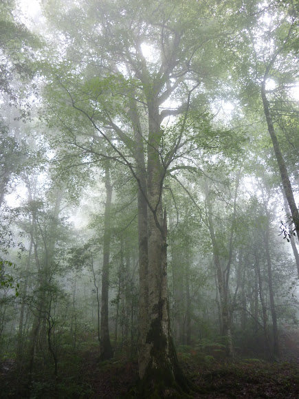 Mexican beech | Project Noah