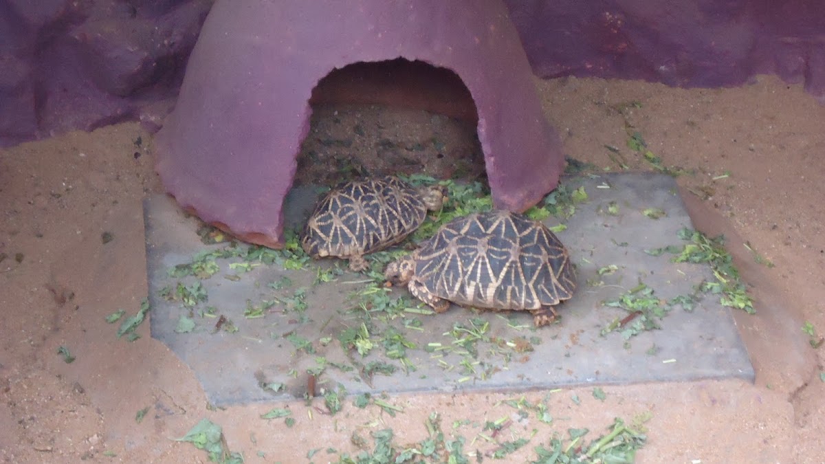 Indian star tortoise | Project Noah