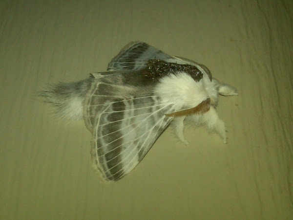 Large Tolype Moth | Project Noah