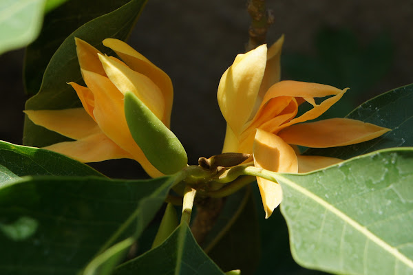 Swarna Champa (India) | Project Noah