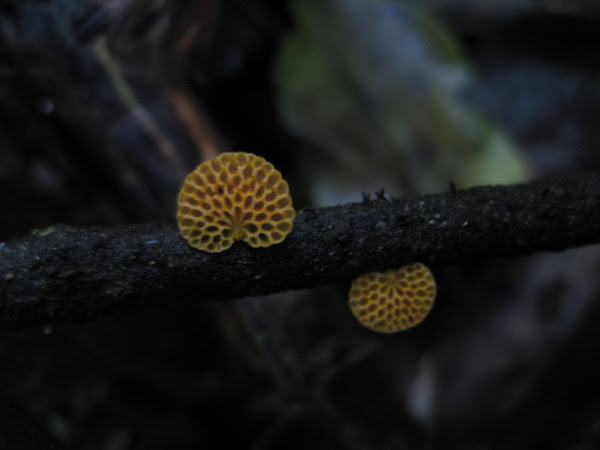 Orange pore fungus | Project Noah