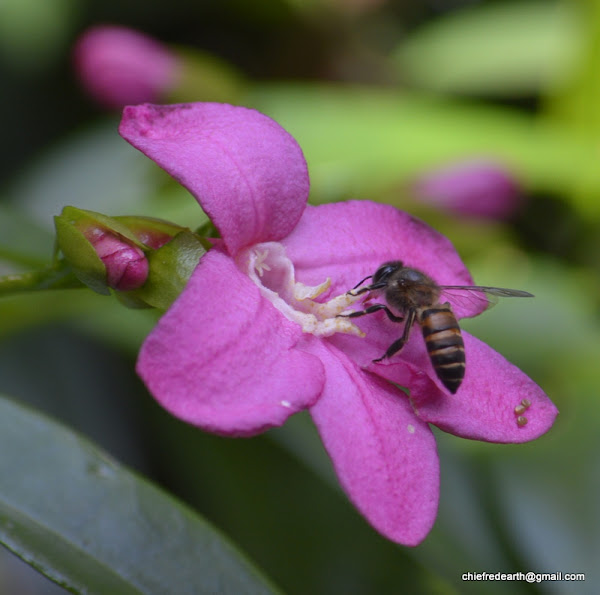 unknown bee on Lemonia, Limonia, Pink Ravenia Flower | Project Noah